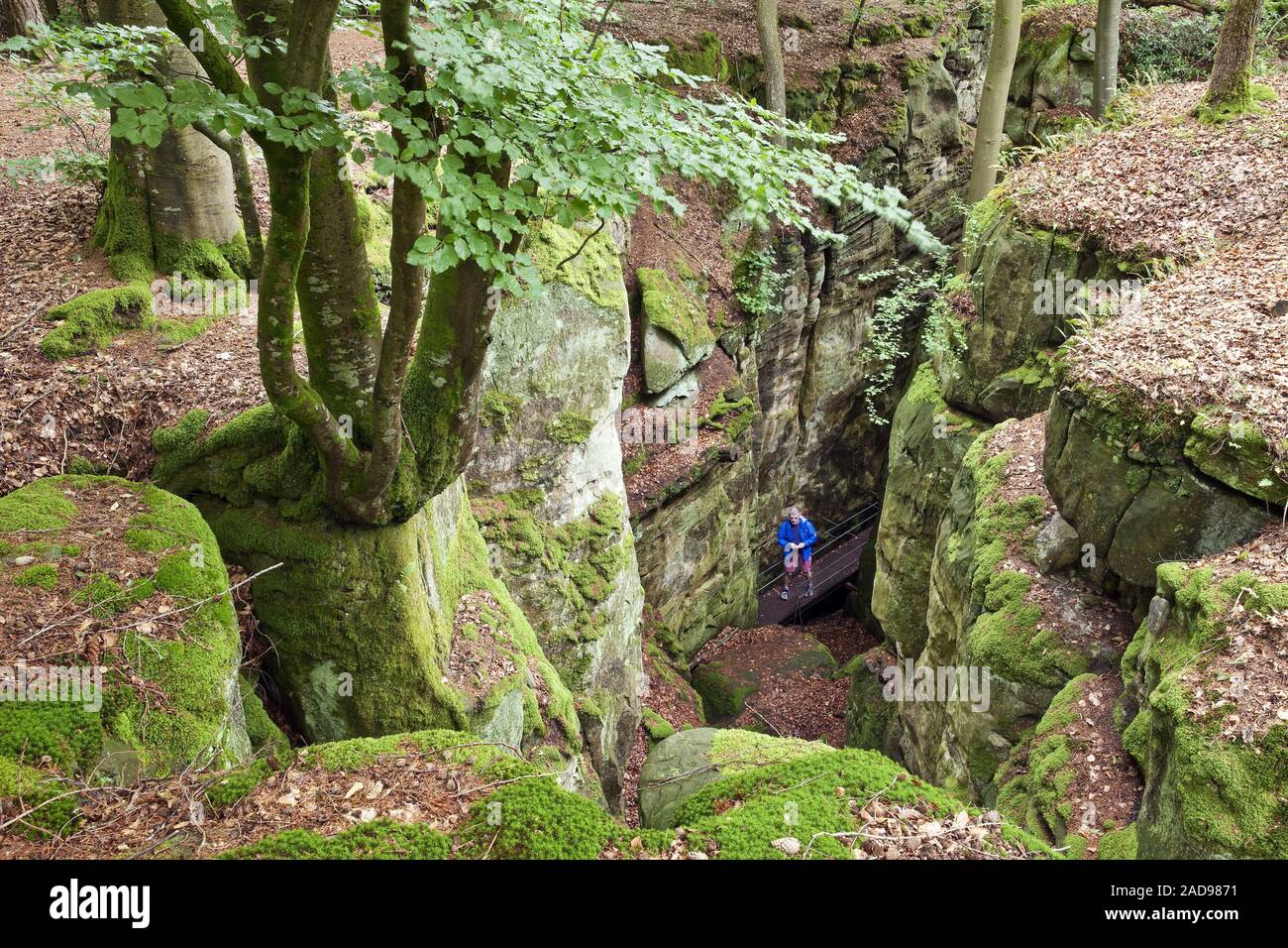 wanderer in the Devil´s Gorge in the South Eifel Nature Park, Irrel ...