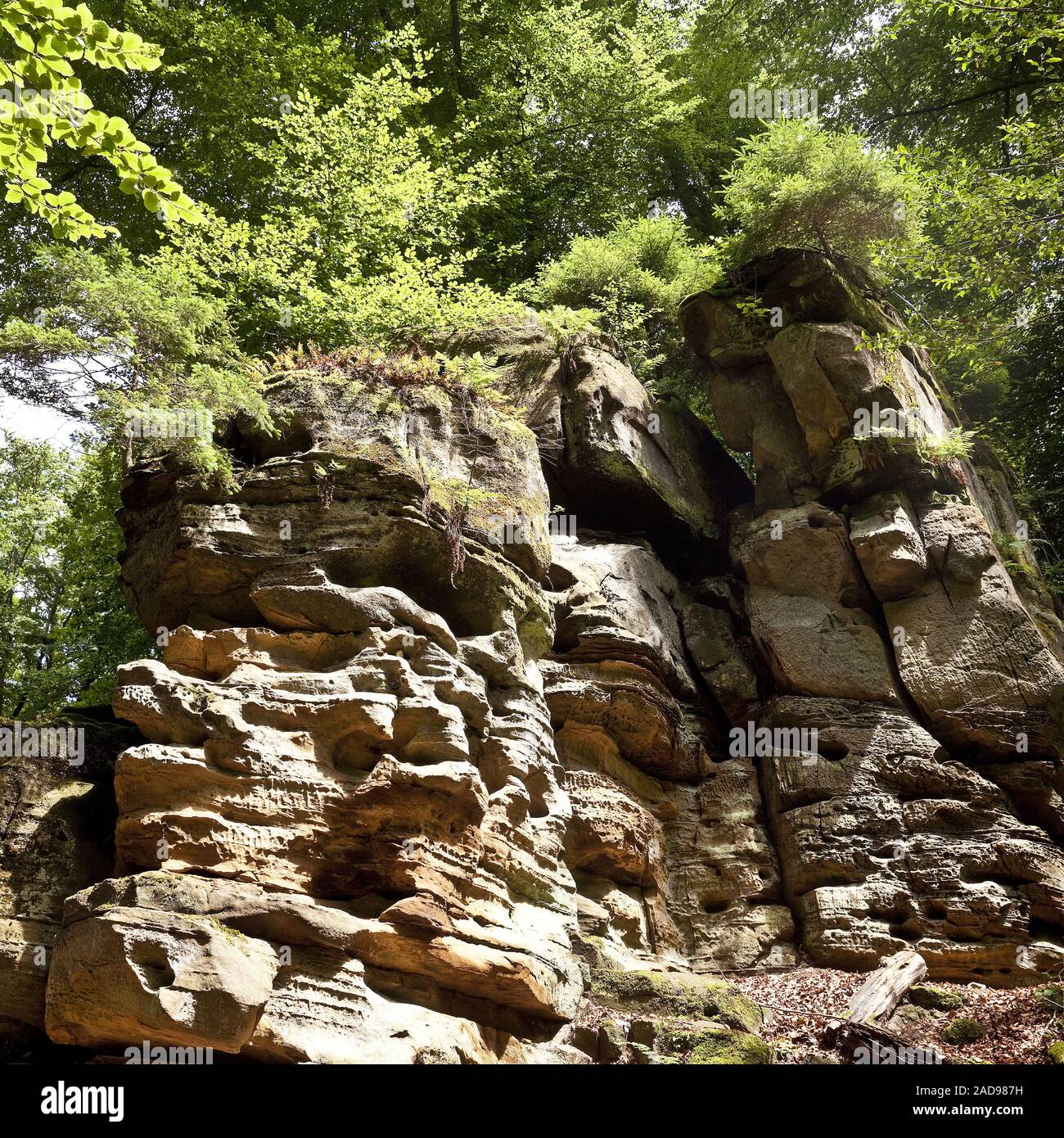 rock wall of the Devil´s Gorge in the South Eifel Nature Park, Irrel ...