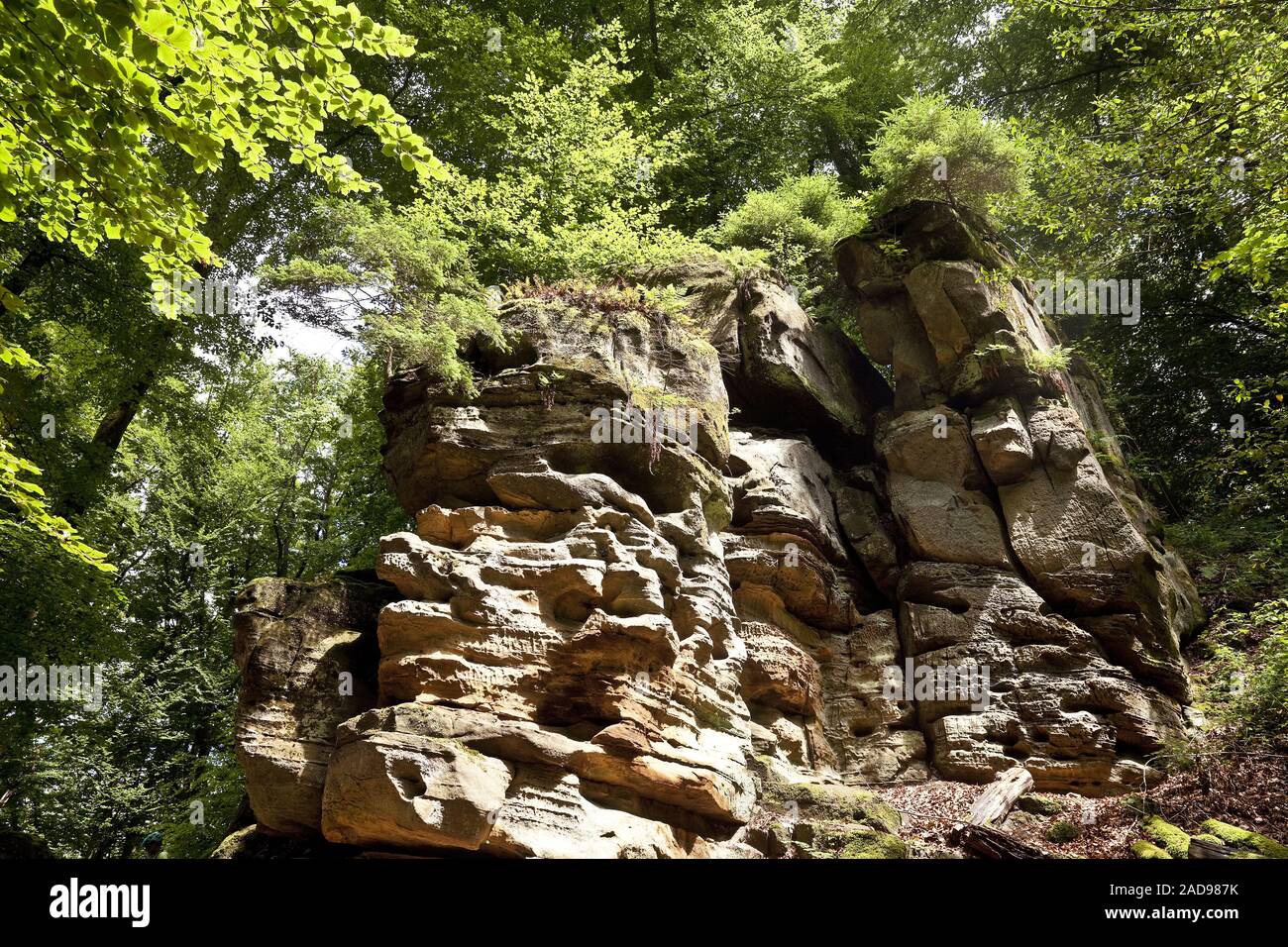 rock wall of the Devil´s Gorge in the South Eifel Nature Park, Irrel ...