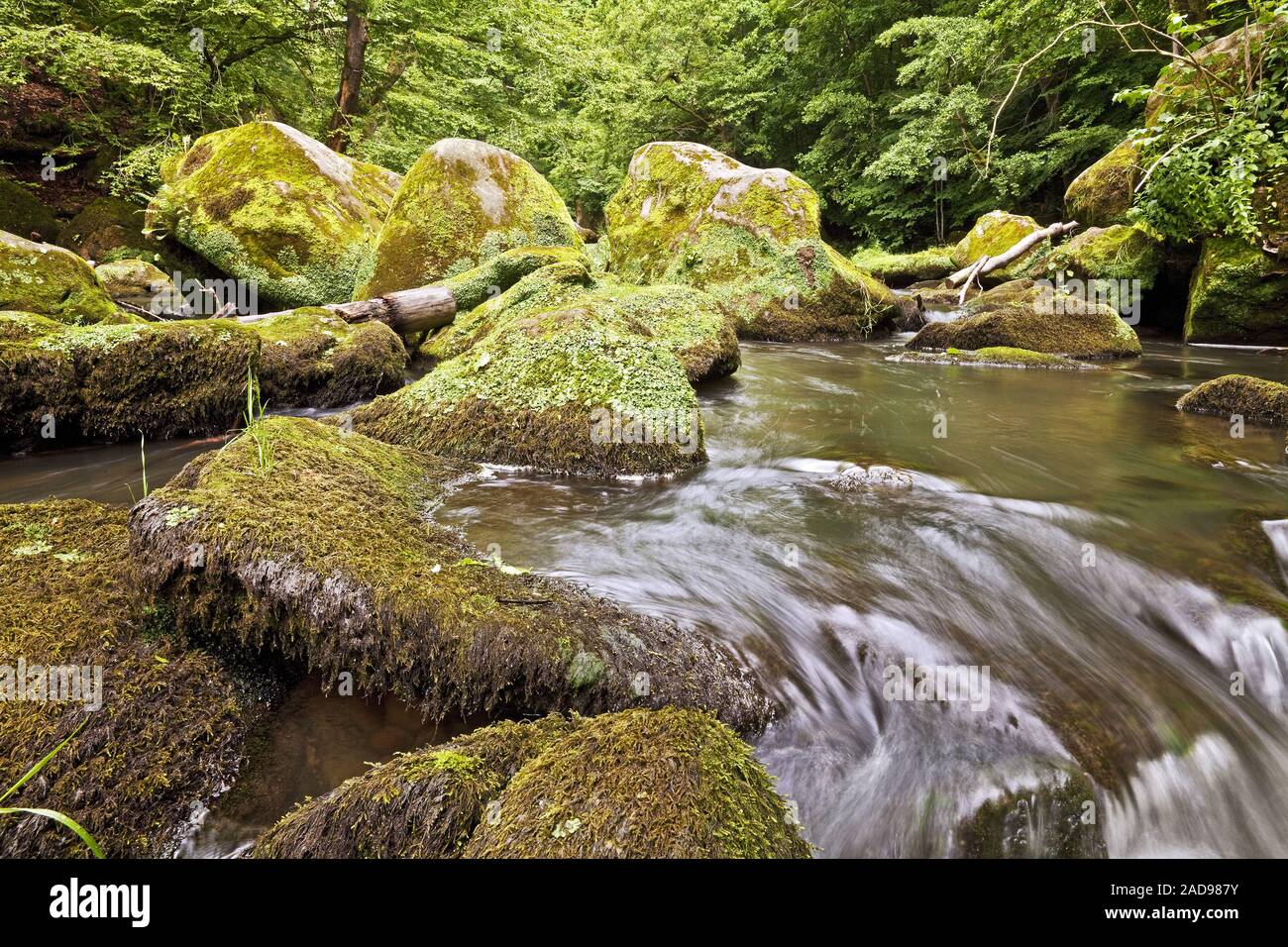 Schluchtarig hi-res stock photography and images - Alamy