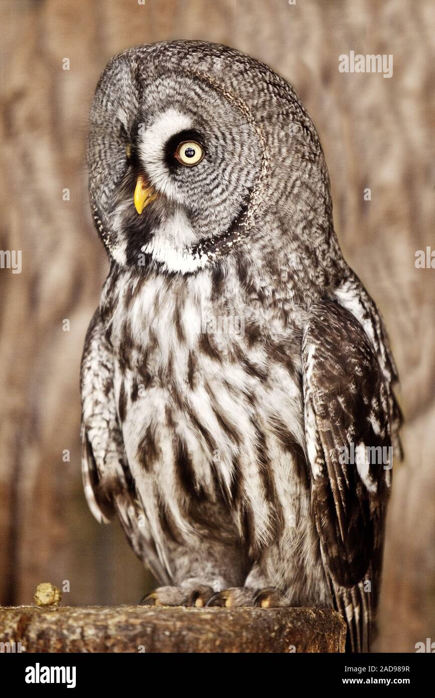 Great Horned Owl Face Side View