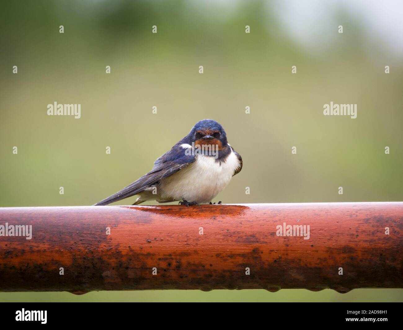 Smoke swallow resting on a pole Stock Photo - Alamy