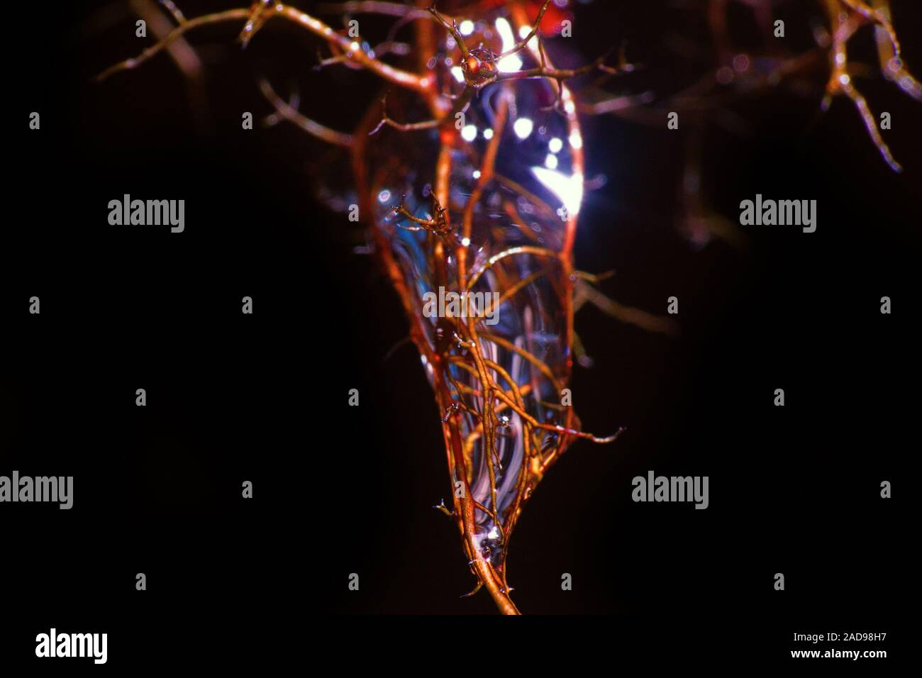 drop of water in the roots of the tree Stock Photo - Alamy