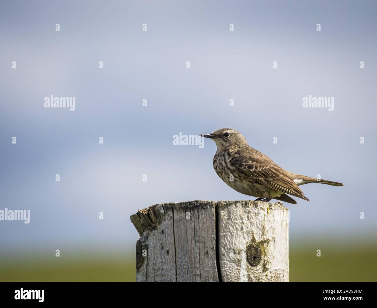 Singing thrush on a pole Stock Photo - Alamy
