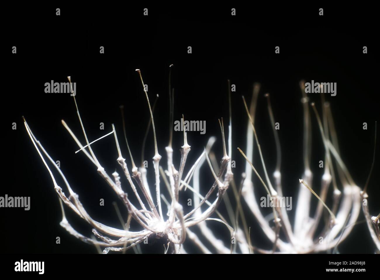 Gnarled stick hi-res stock photography and images - Alamy