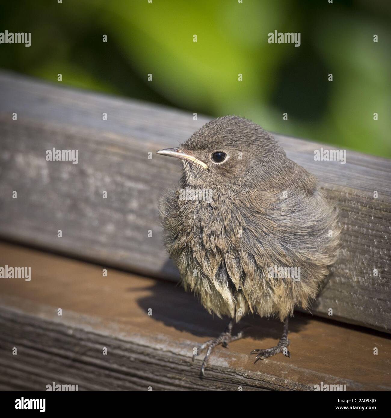 Young sparrow garden hi-res stock photography and images - Alamy