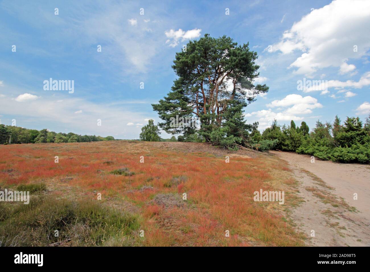 Westrup heide hi-res stock photography and images - Alamy