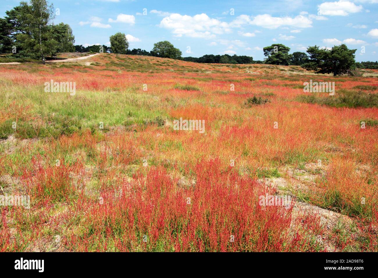 Westrup heide hi-res stock photography and images - Alamy