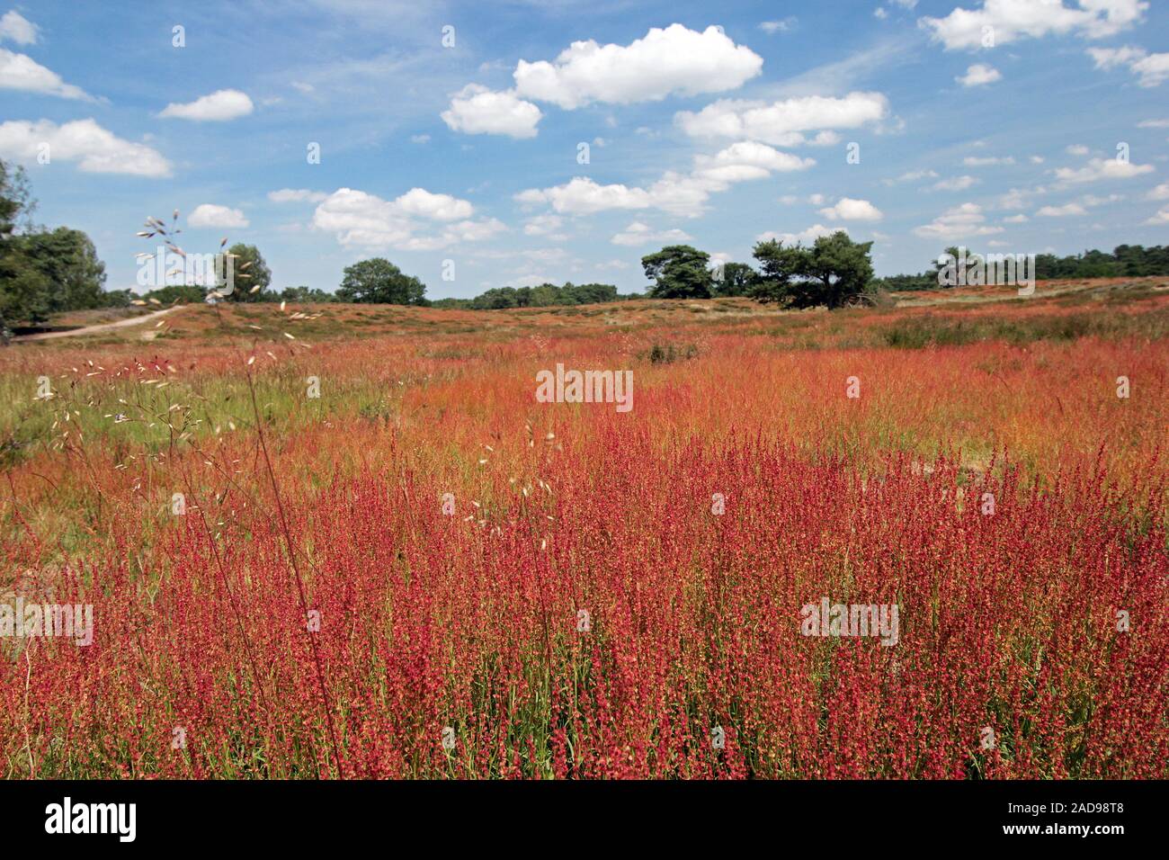 Westrup heide hi-res stock photography and images - Alamy