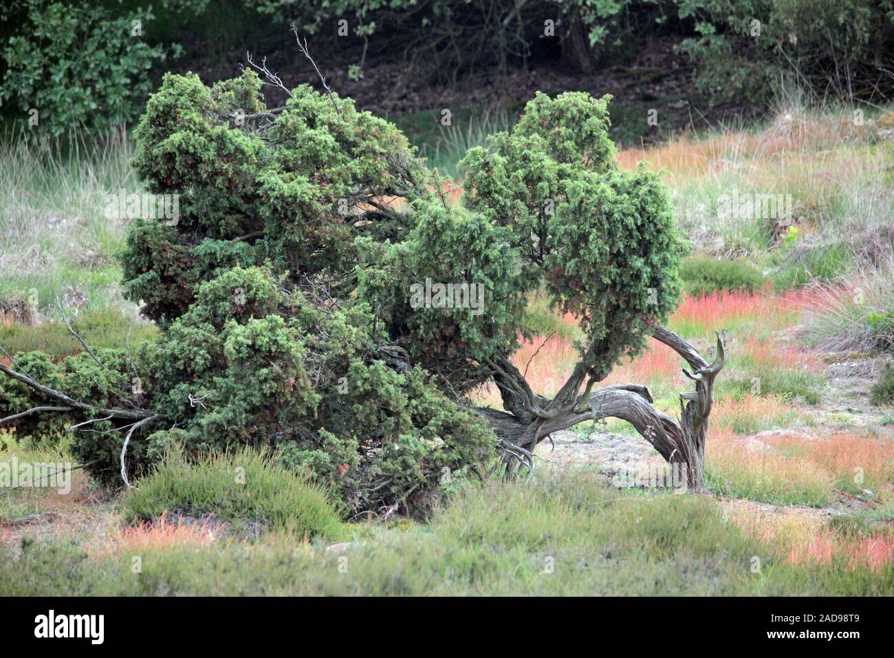 Westrup heide hi-res stock photography and images - Alamy