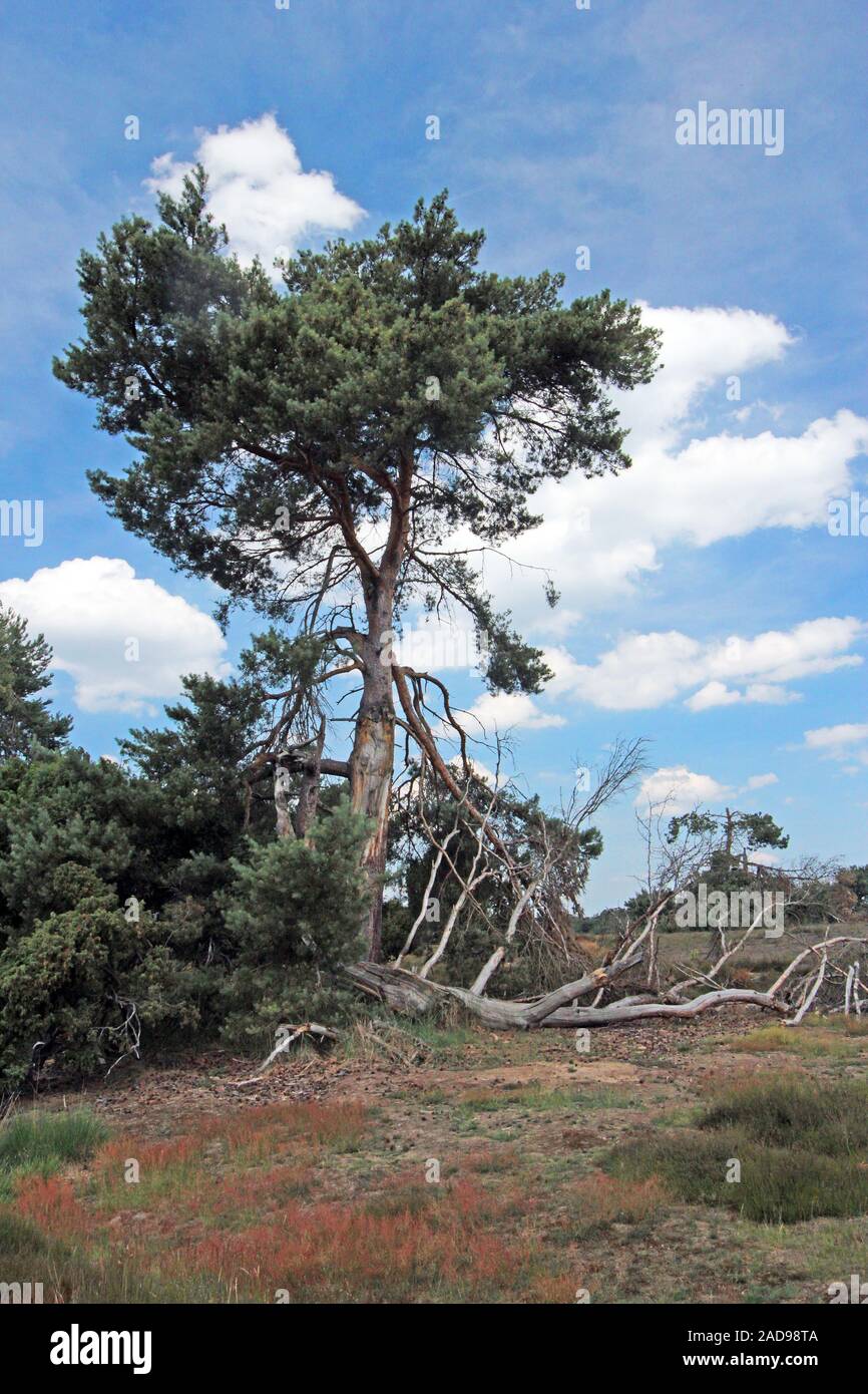 Westrup heath hi-res stock photography and images - Alamy