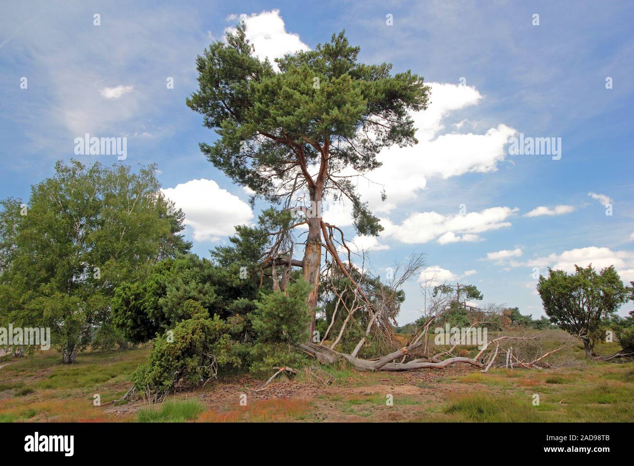 Westrup heath hi-res stock photography and images - Alamy