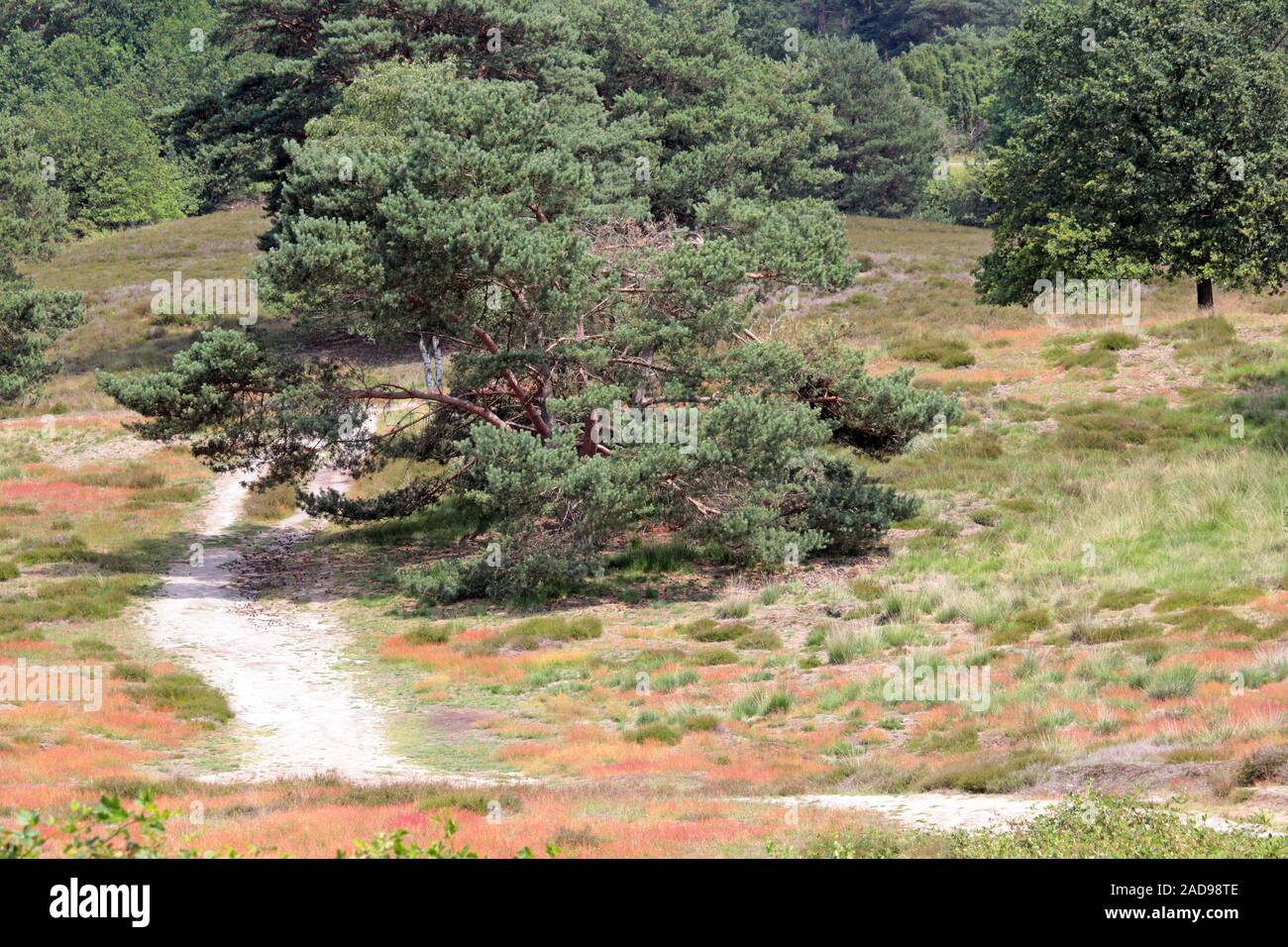 Westrup heath hi-res stock photography and images - Alamy