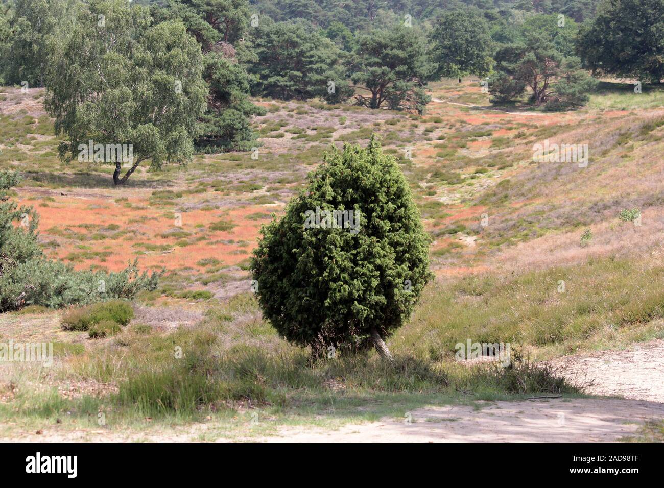 Westrup heath hi-res stock photography and images - Alamy