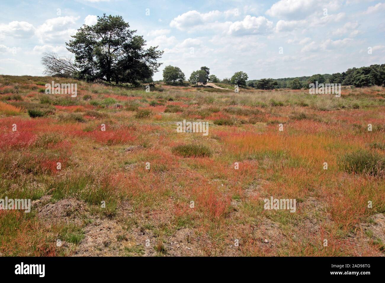 Westrup heath hi-res stock photography and images - Alamy