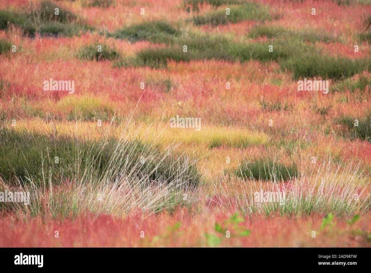 Westrup heath hi-res stock photography and images - Alamy