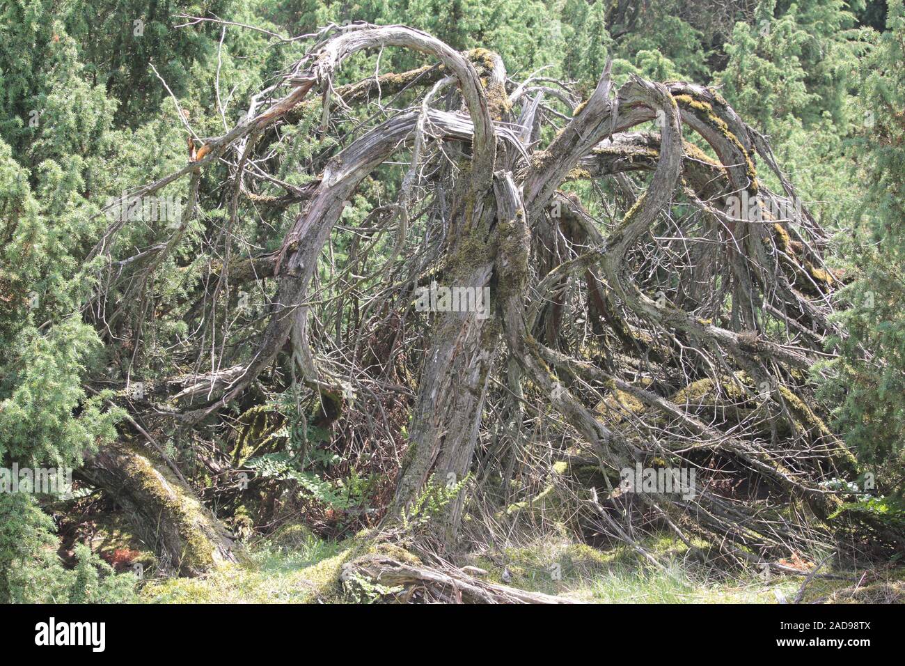 Westrup heath hi-res stock photography and images - Alamy