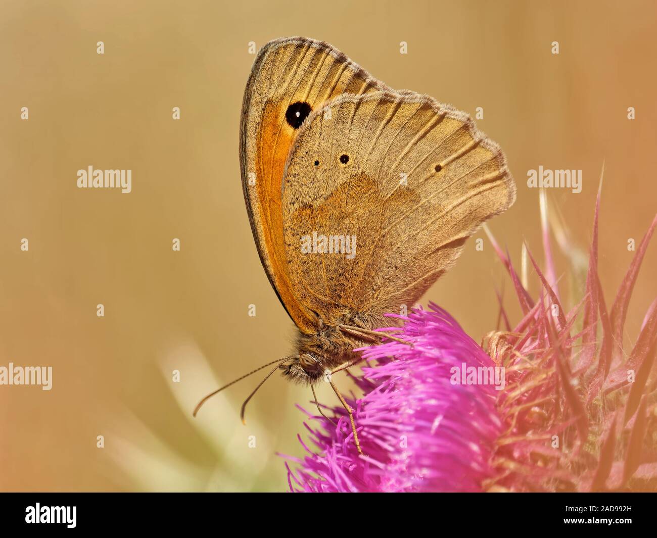 Big ox eye on a scratch thistle Stock Photo - Alamy