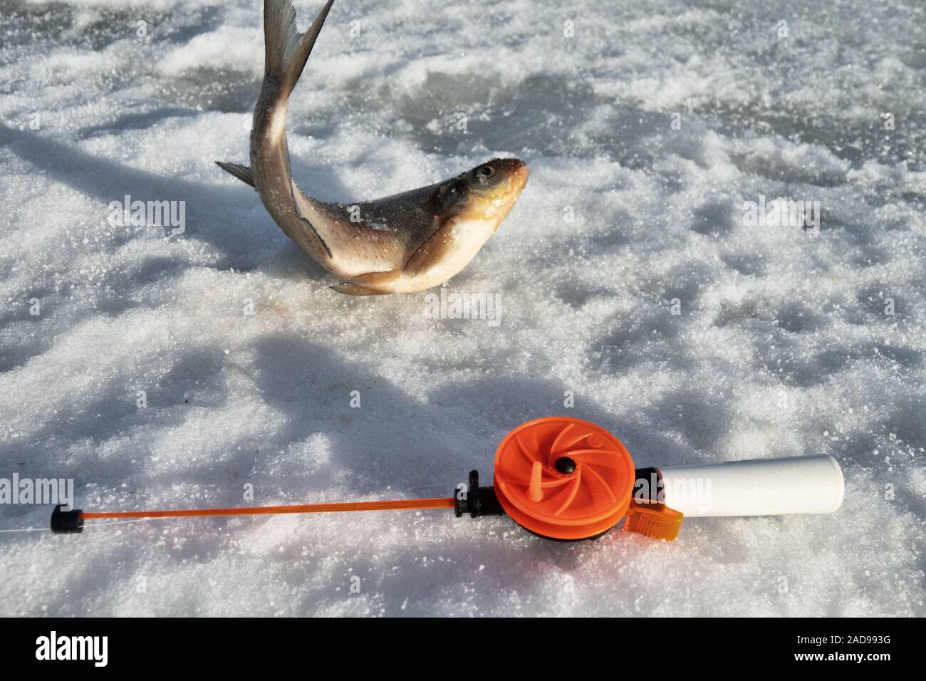 Non predatory fish hi-res stock photography and images - Alamy