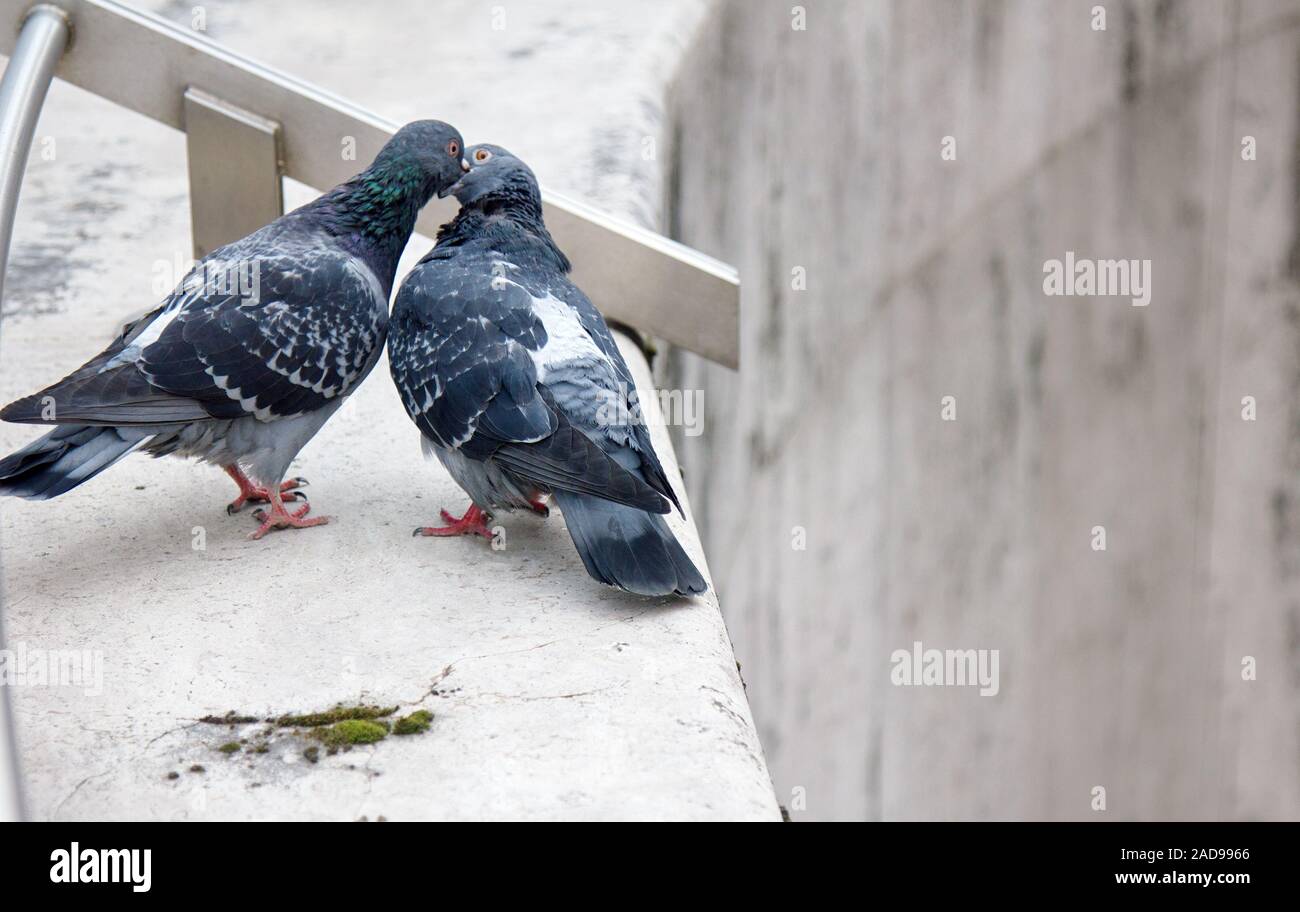 Spring is in air and love is everywhere pigeons kissing and mating ...