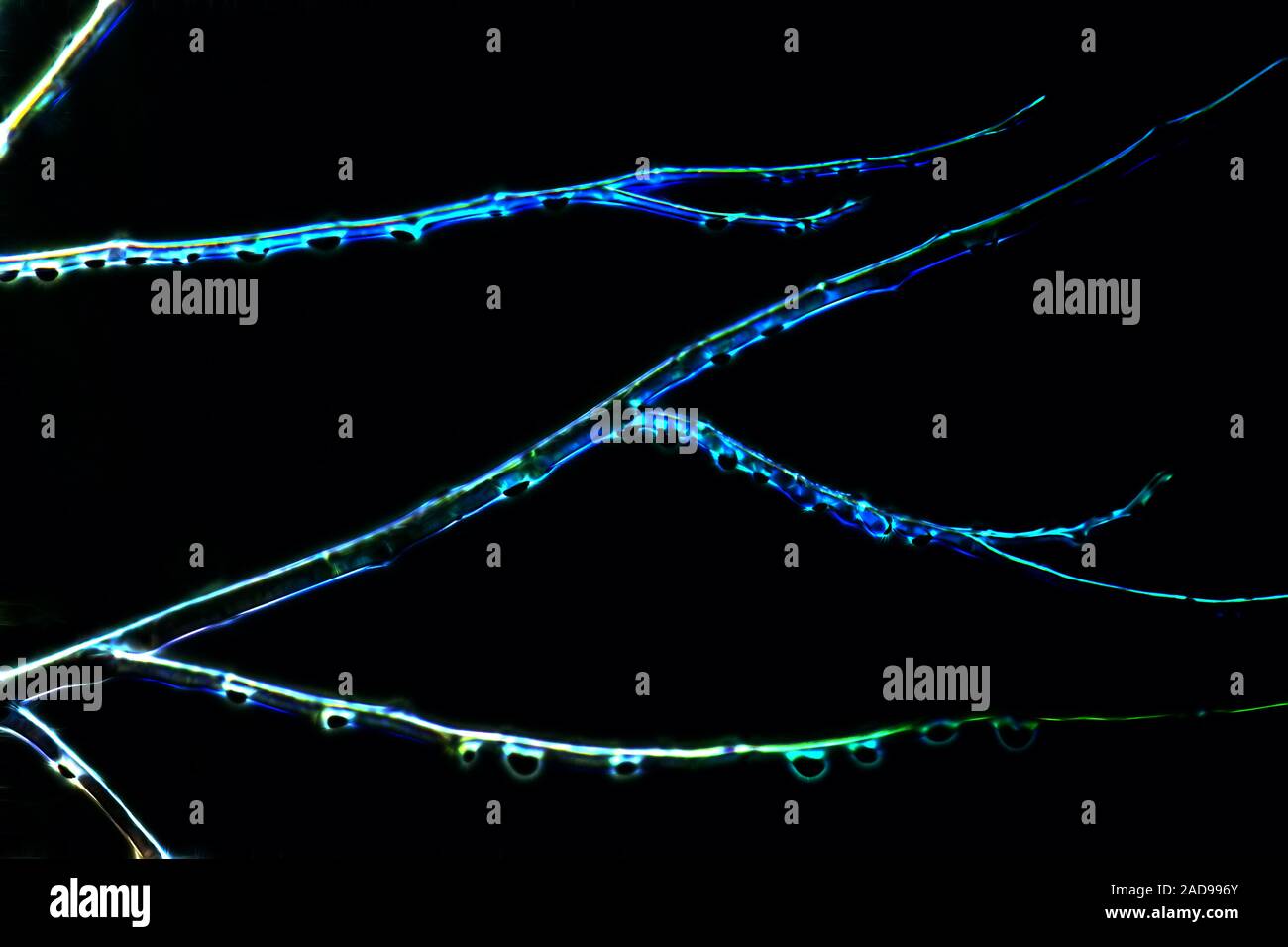 Glowing tree branch in dark Stock Photo - Alamy