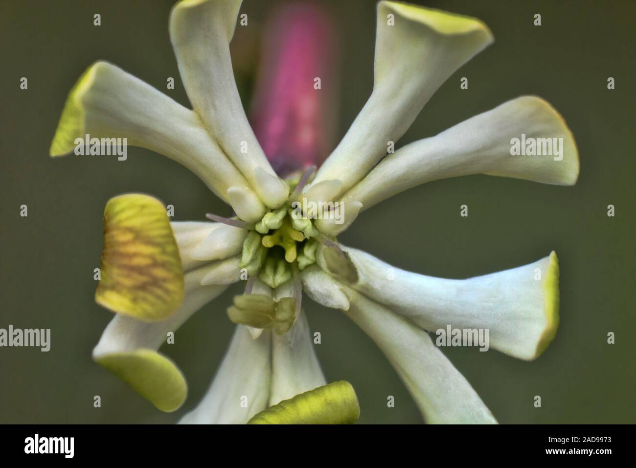 Enlarged flowers look amazingly Stock Photo - Alamy