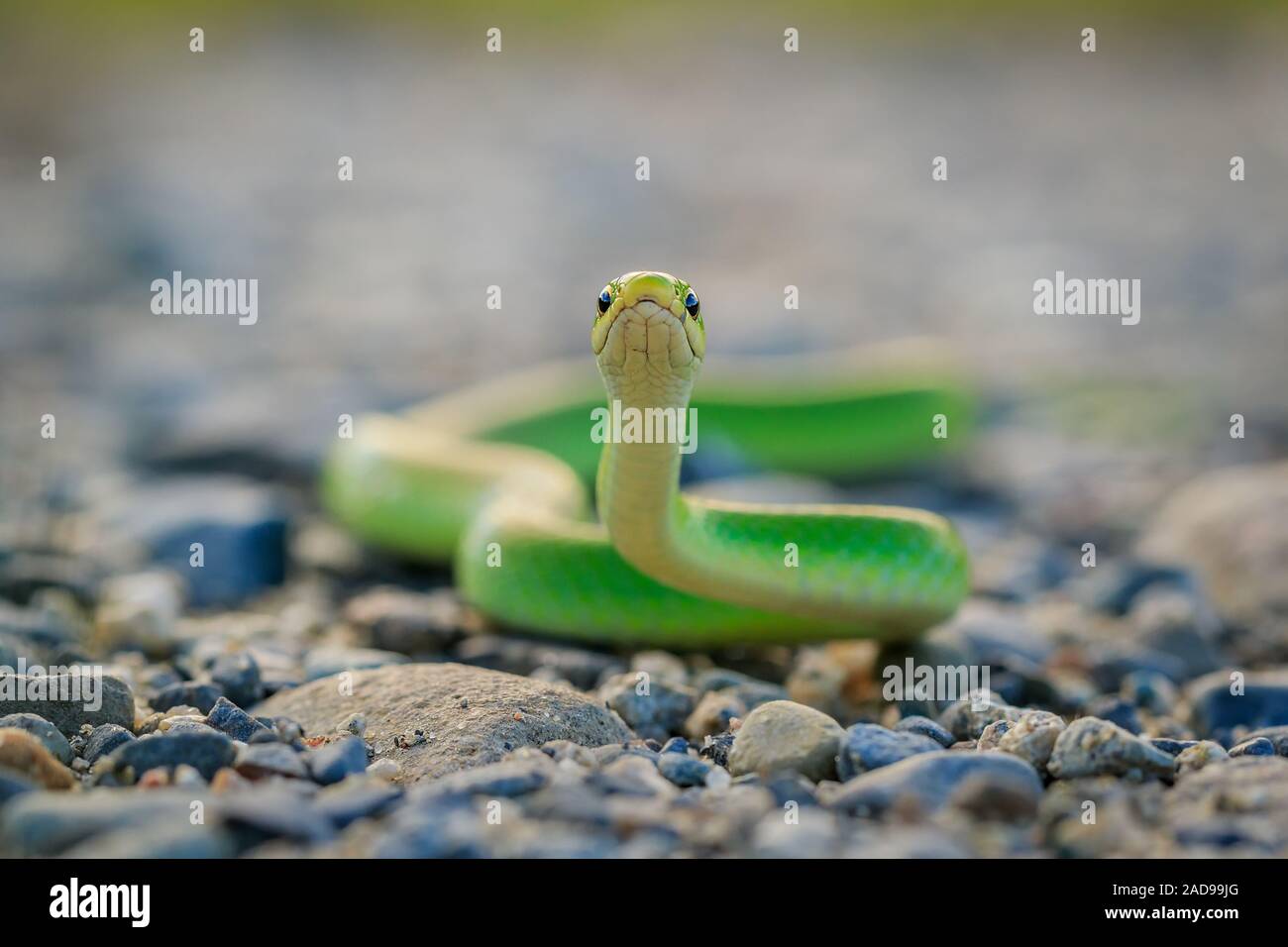 A Smooth Green Snake approaches the camera Stock Photo - Alamy