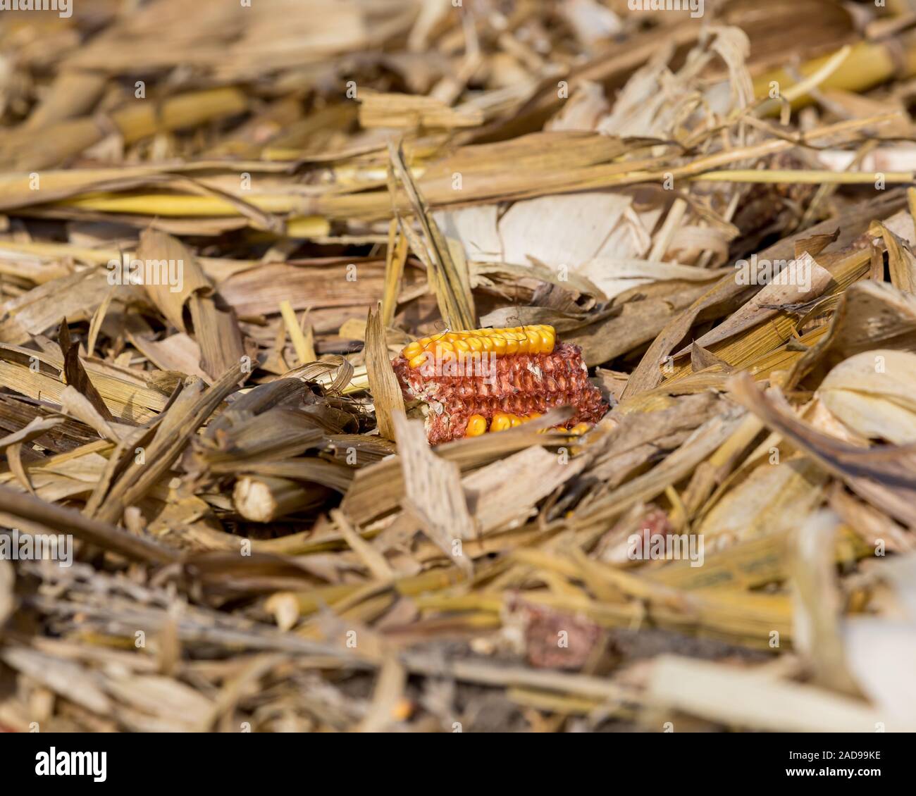 closeup of harvested cornfield with kernels on corn cob laying in ...