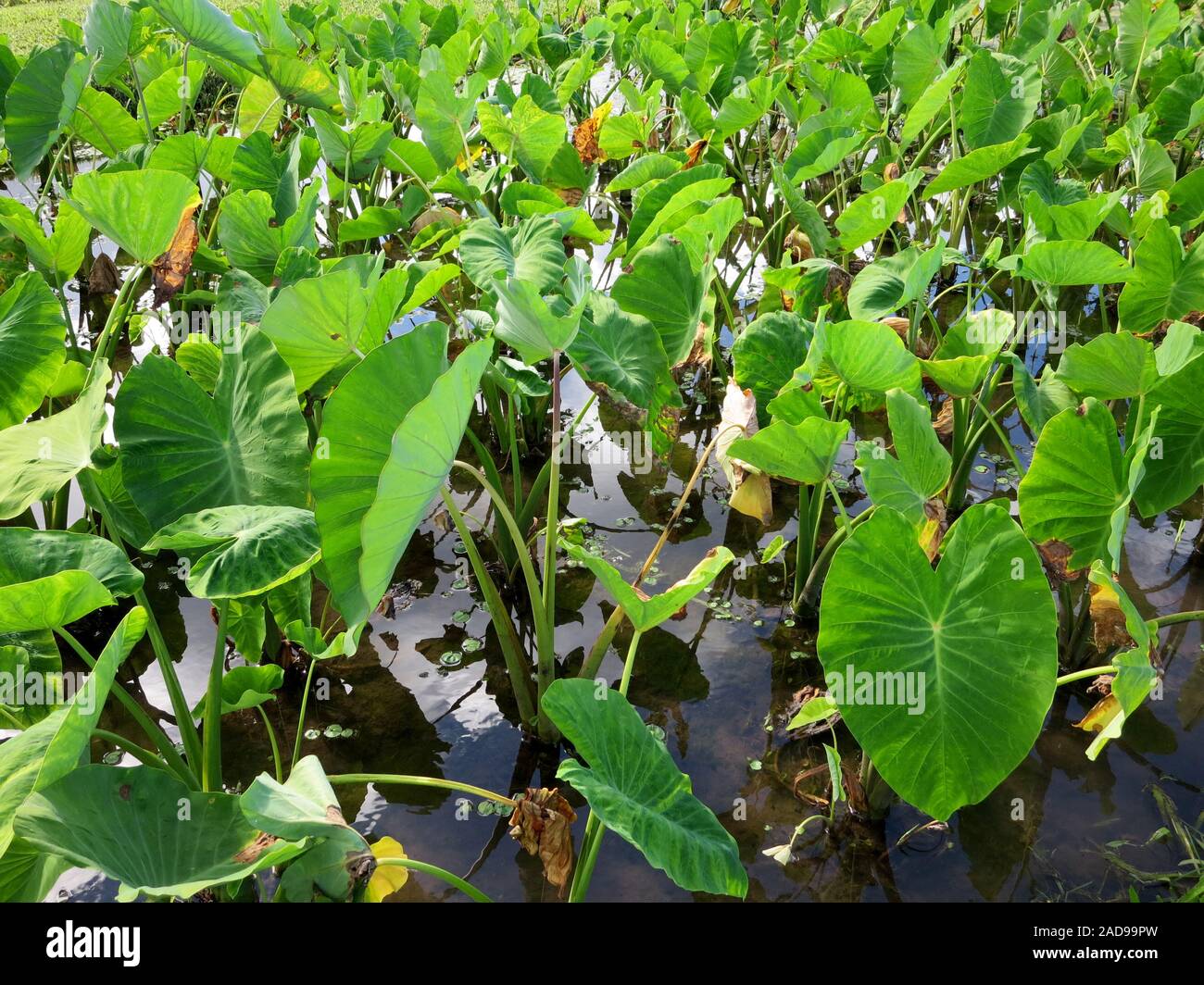 Close-up of Wet Kalo Taro Field on Windward Oahu on a beautiful day ...