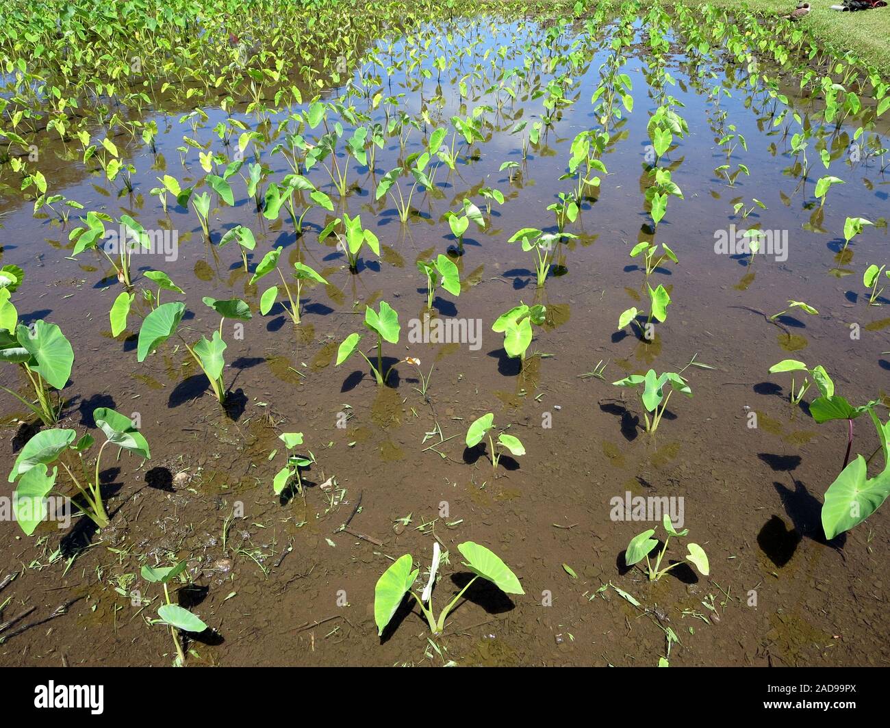 Kalo In Hawaiian High Resolution Stock Photography and Images - Alamy
