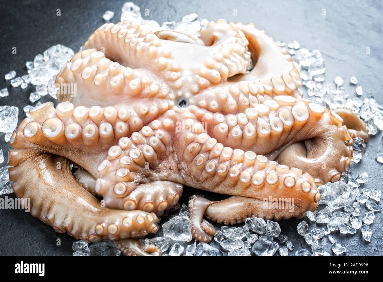 Octopus display hi-res stock photography and images - Alamy