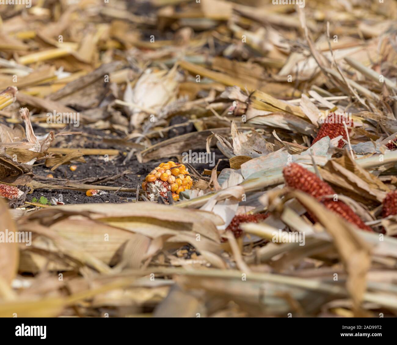 closeup of harvested cornfield with kernels on corn cob laying in ...