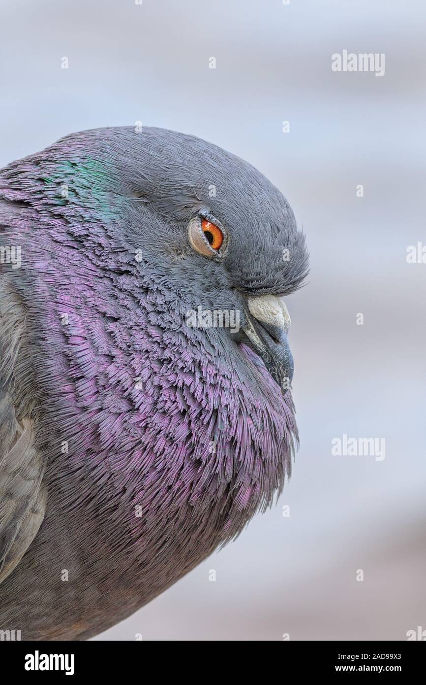 A portrait of a sleepy Rock Dove Stock Photo - Alamy