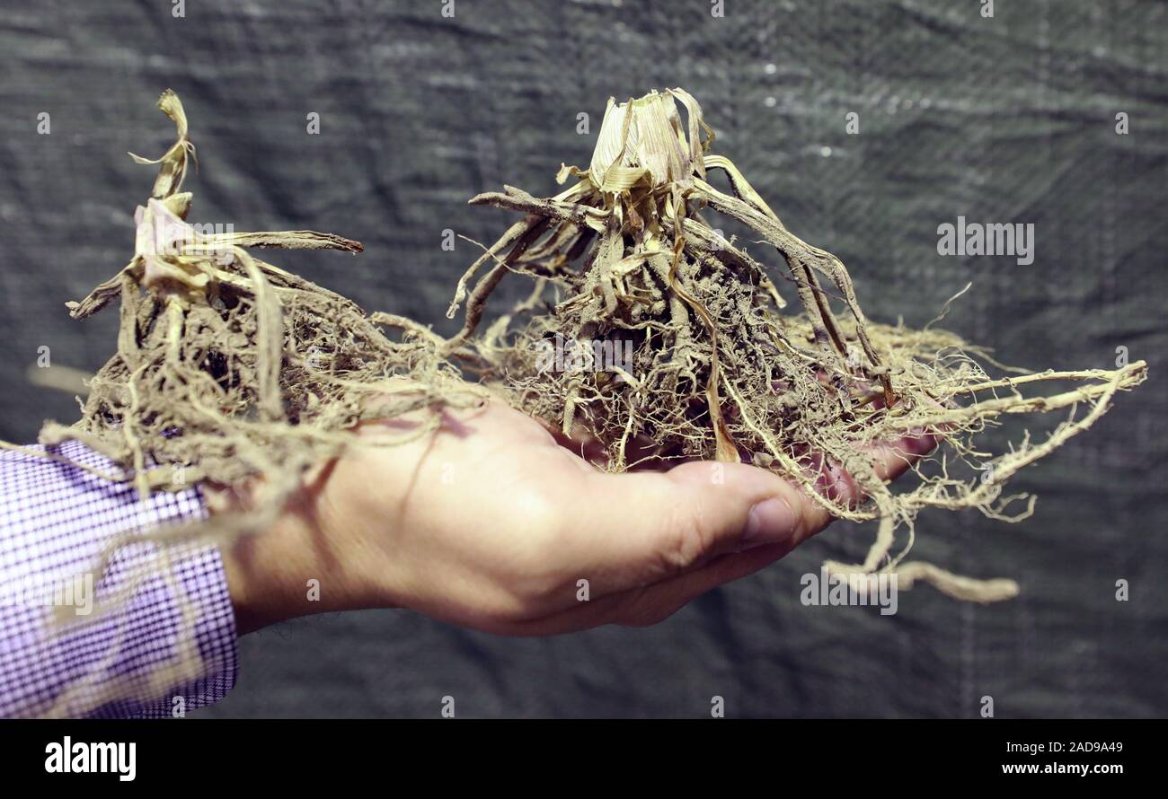 Maize root hi-res stock photography and images - Alamy
