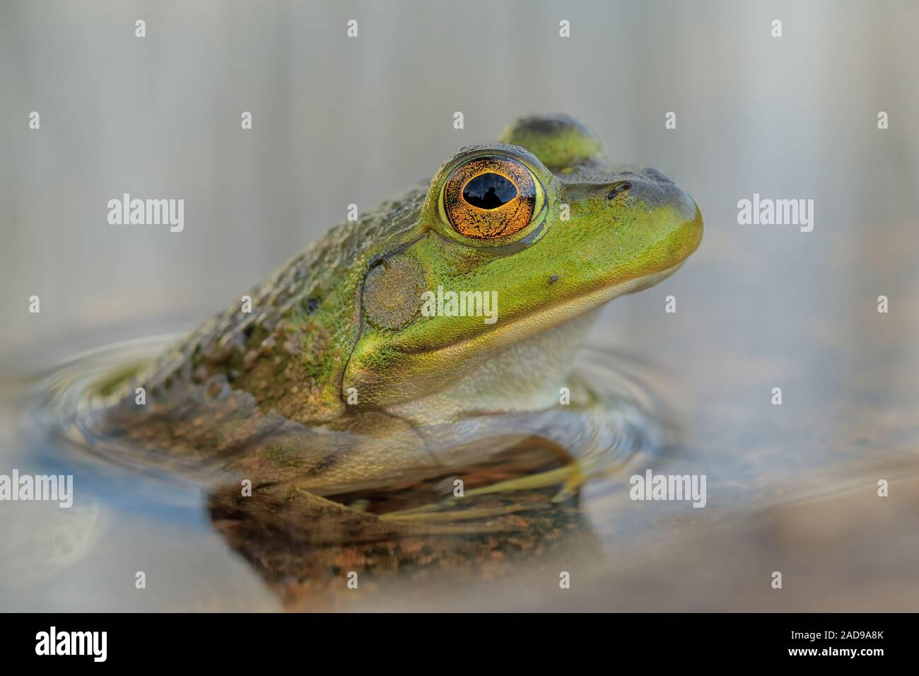 A small American Bullfrog rests on a rock Stock Photo - Alamy
