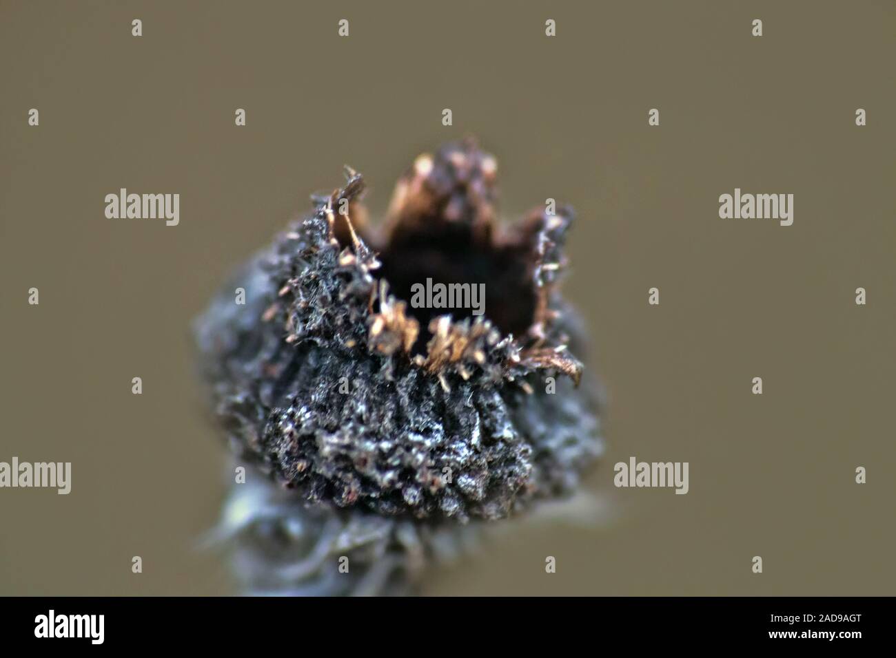 flower of death Stock Photo - Alamy