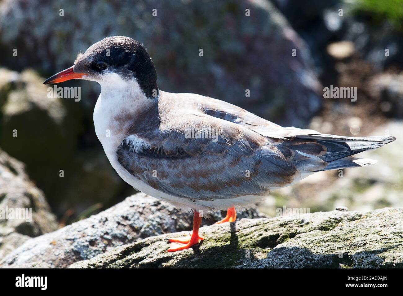 Tern like seabird hi-res stock photography and images - Alamy
