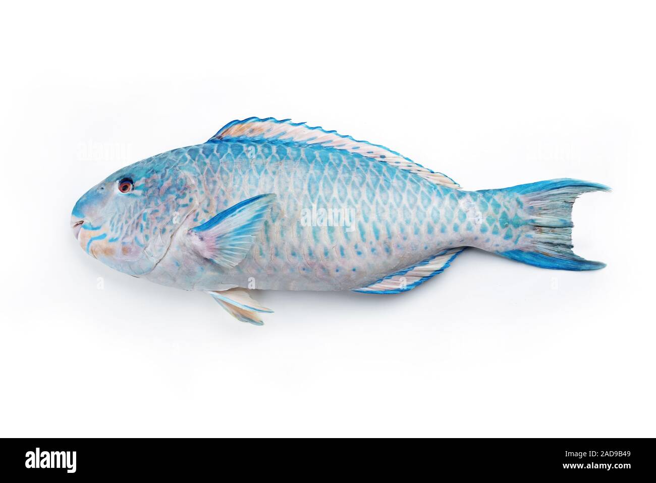 Fresh saltwater parrotfish as top view on white background with copy ...