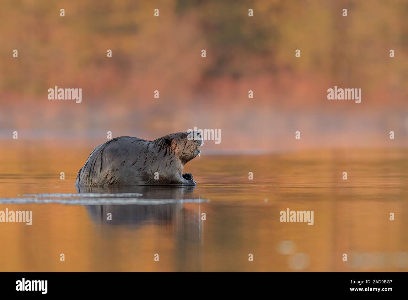 A Beaver comes out to feed at sunset Stock Photo - Alamy