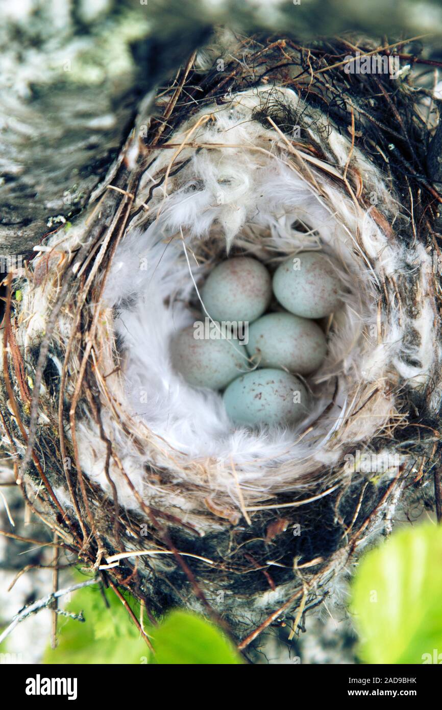 Cozy Arctic redpoll (Acanthis hornemanni) nest Stock Photo - Alamy