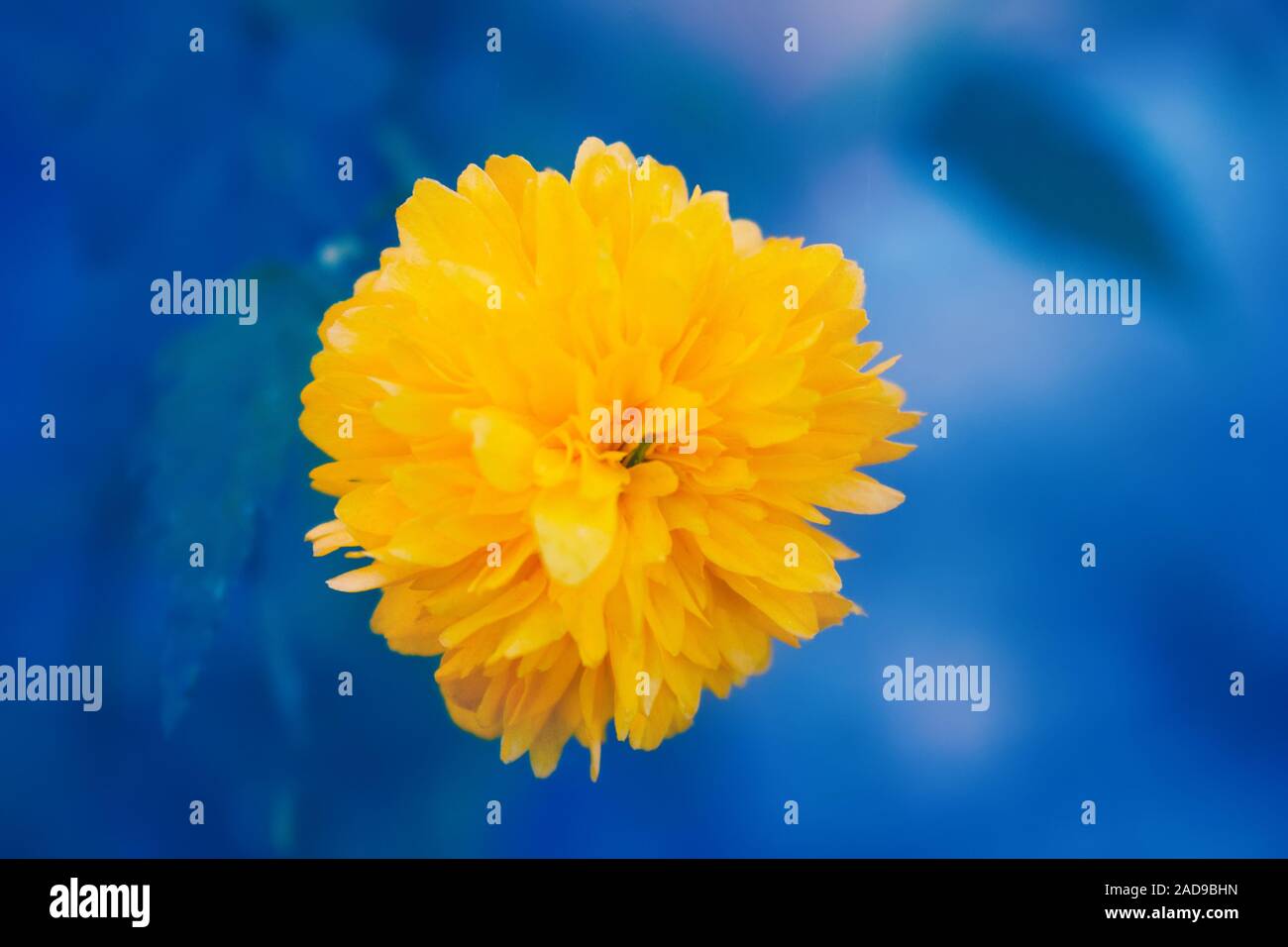 Enlarged flowers look amazingly Stock Photo - Alamy