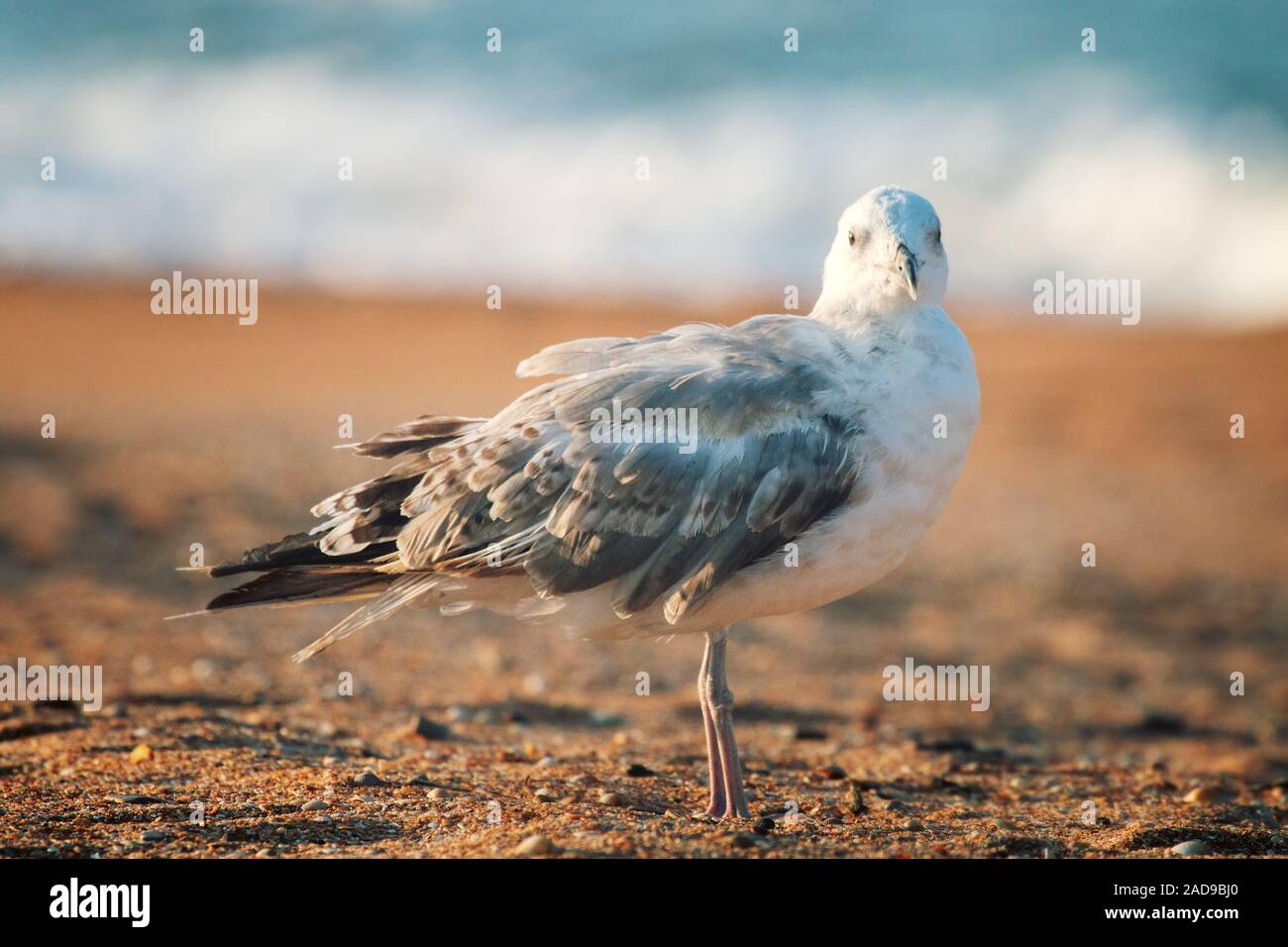 Seagull is on seaside - symbol of sea Stock Photo - Alamy