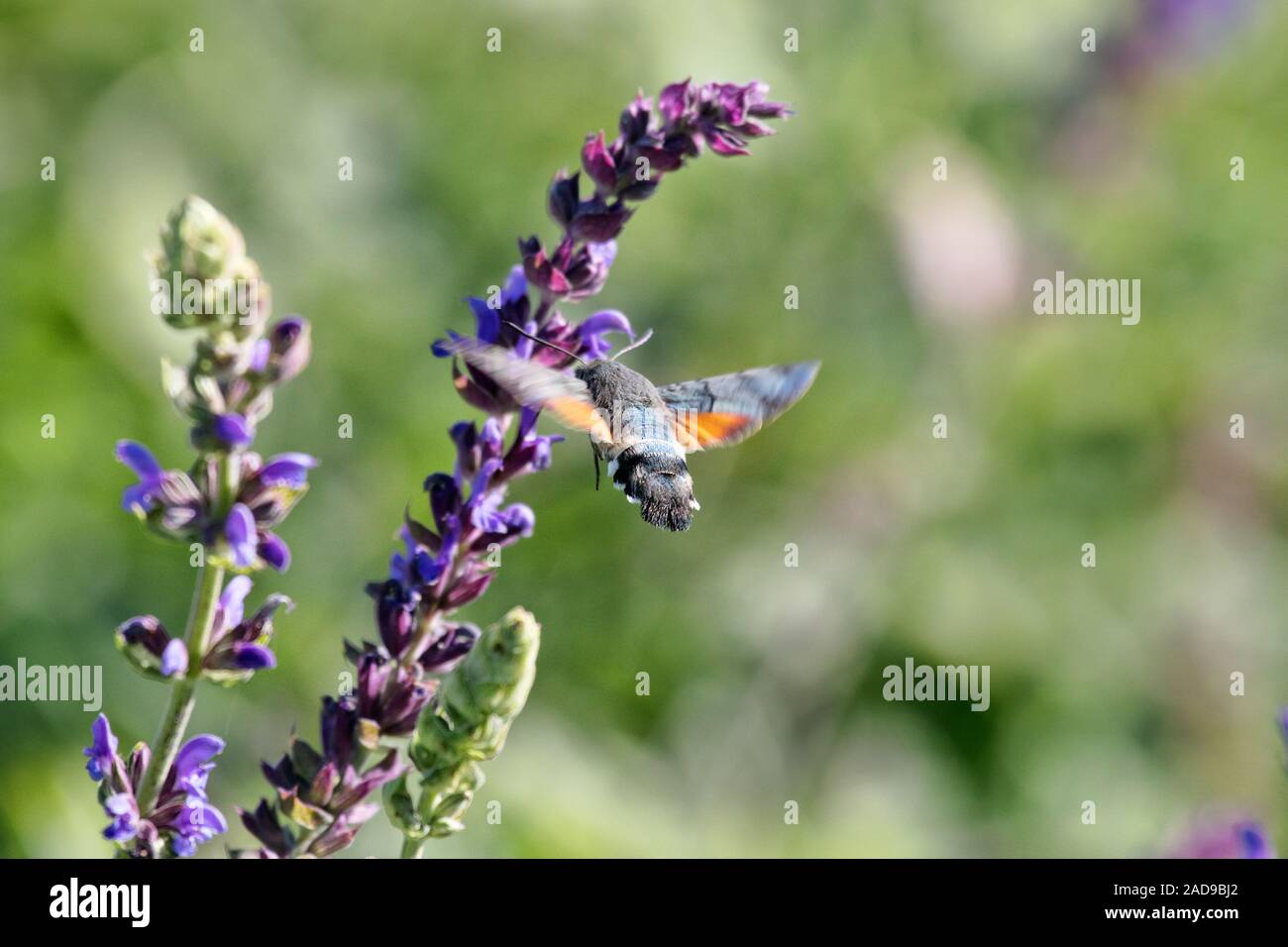 butterfly like Hummingbird, Northern Hummingbird Stock Photo - Alamy