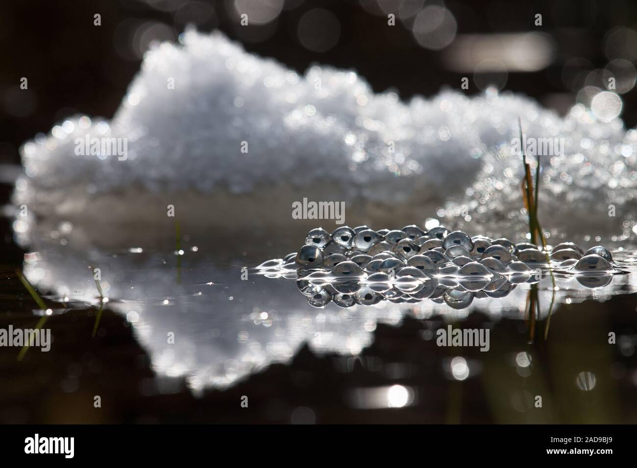 brown frog (Rana temporaria) laid eggs (frogspawn) in the pond Stock ...