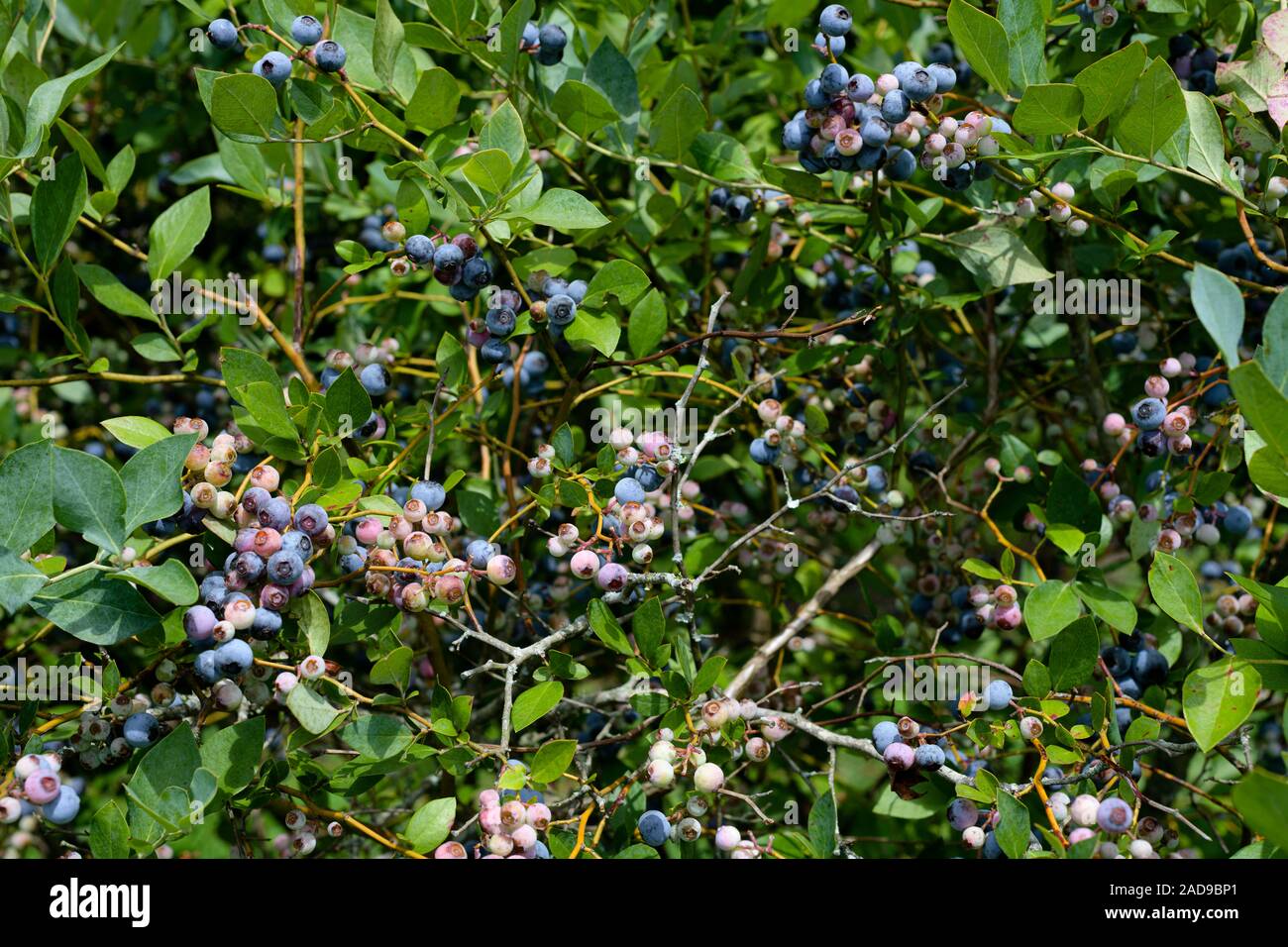 Blueberry bush in bloom Stock Photo - Alamy