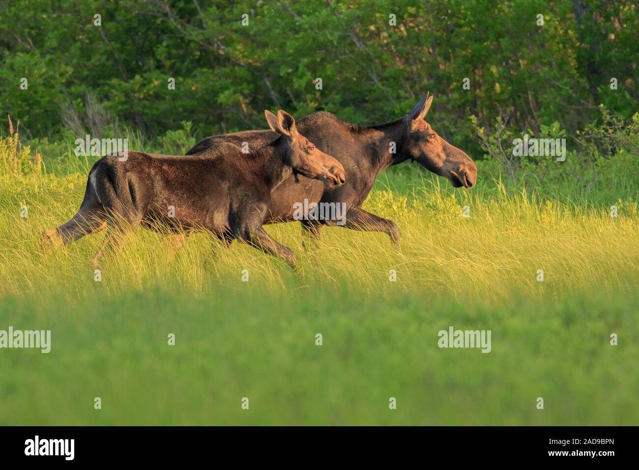 Two cow Moose walk in synchronization Stock Photo - Alamy