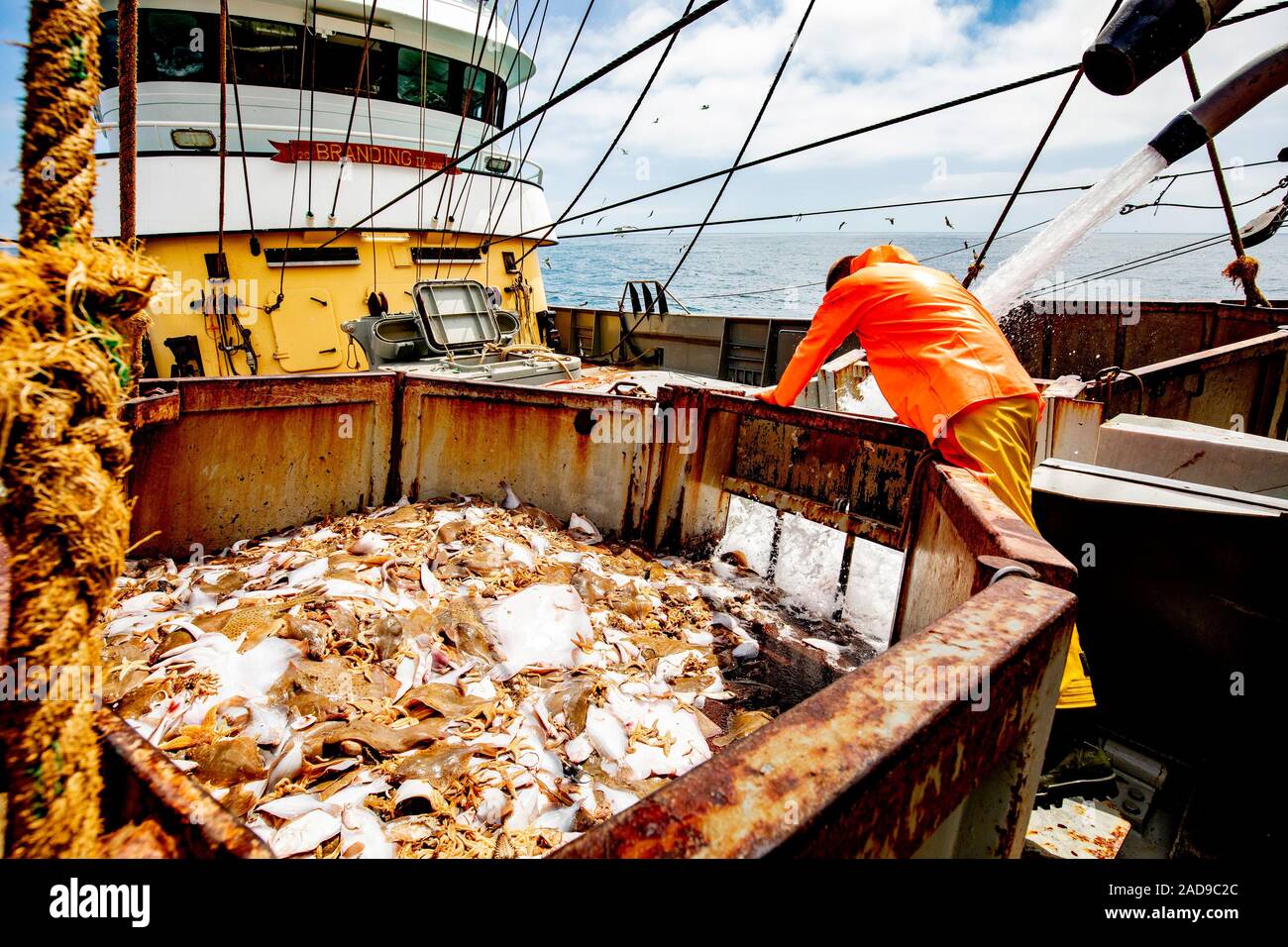 Pulse fishing hi-res stock photography and images - Alamy