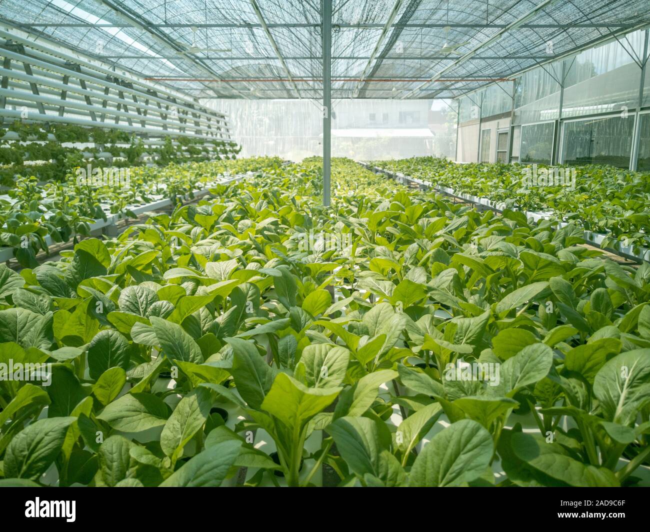 Green cabbage using background hi-res stock photography and images - Alamy