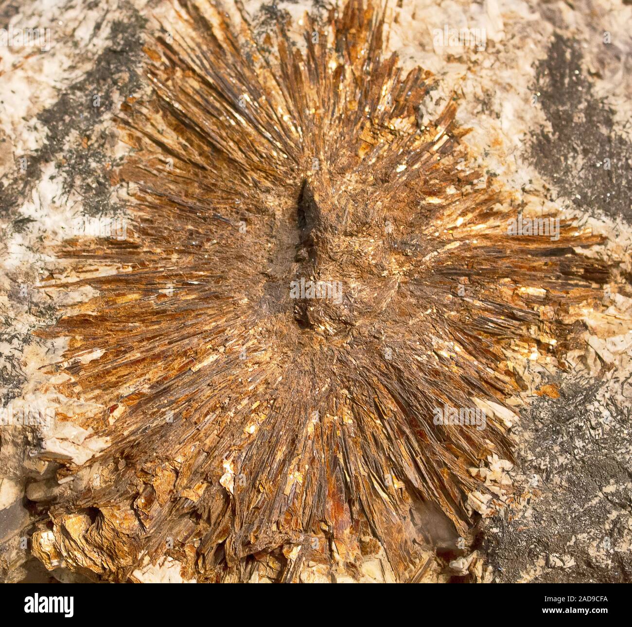 astrophyllite sun closeup mineral Stock Photo - Alamy