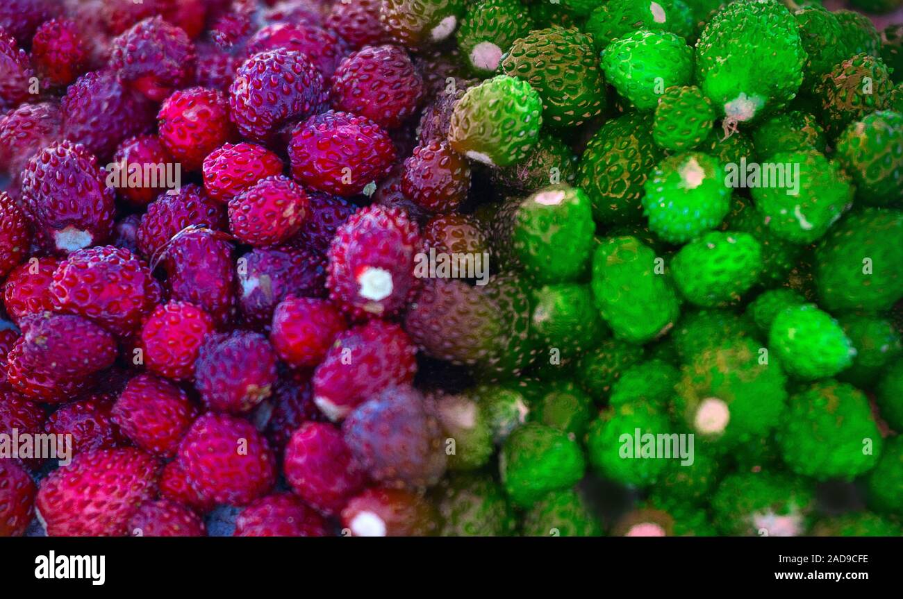 wild strawberry as the most delicious fruit Stock Photo - Alamy